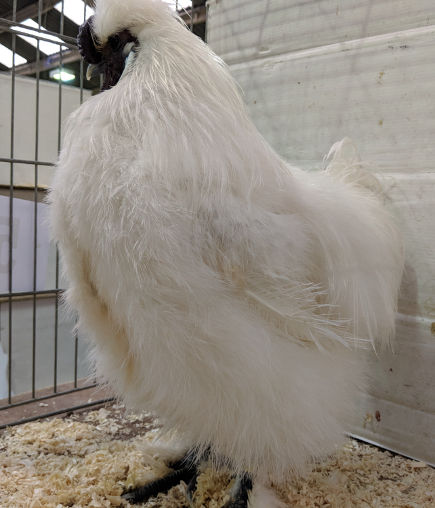 Types and sizes of Silkie chickens - Cluckin
