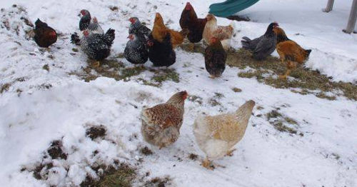 Silkies in the ice, cold and wet of winter - Cluckin