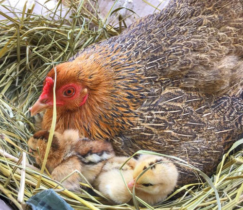 Do chickens breastfeed or nurse their young? - Cluckin