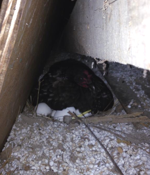 Lost chickens - Cluckin