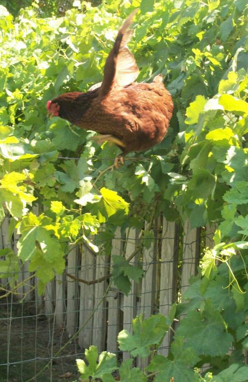 Lost chickens - Cluckin