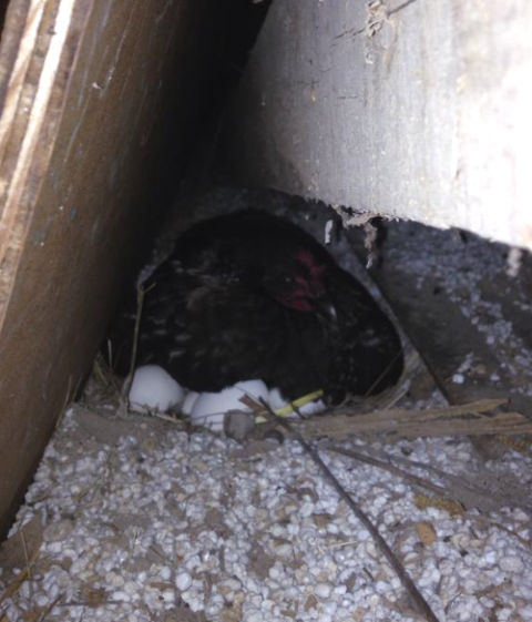 Lost chickens - Cluckin