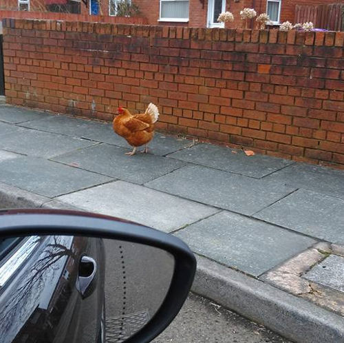 Lost chickens - Cluckin