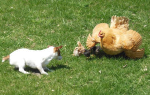 Lost chickens - Cluckin