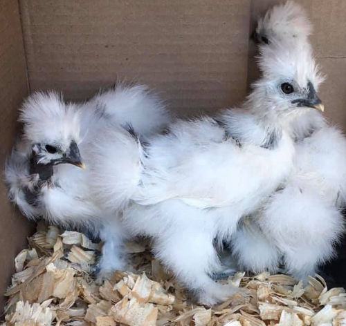 How fast do Silkie chickens grow - Cluckin