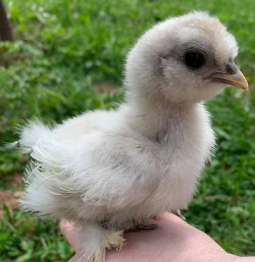 How fast do Silkie chickens grow - Cluckin