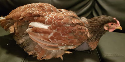 Crop problems, prevention and treatment - Cluckin