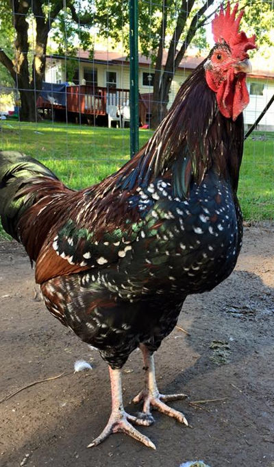 Crop problems, prevention and treatment - Cluckin