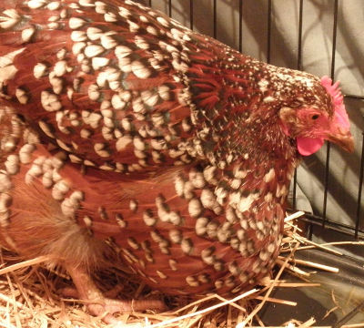 Crop problems, prevention and treatment - Cluckin