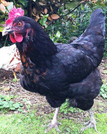 Crop problems, prevention and treatment - Cluckin