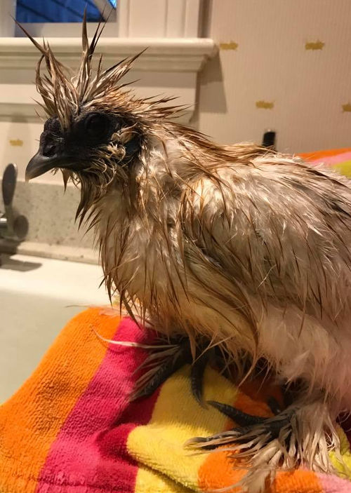 How to wash and bath a Silkie. - Cluckin