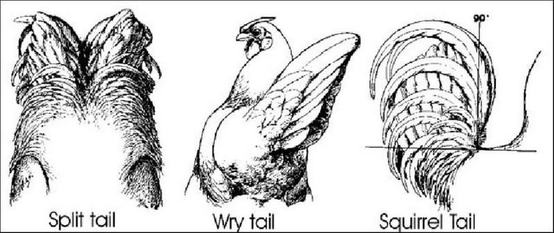 Faults in Silkies. - Cluckin