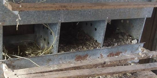 11 reasons chickens sleep in nest boxes and how to stop it. - Cluckin