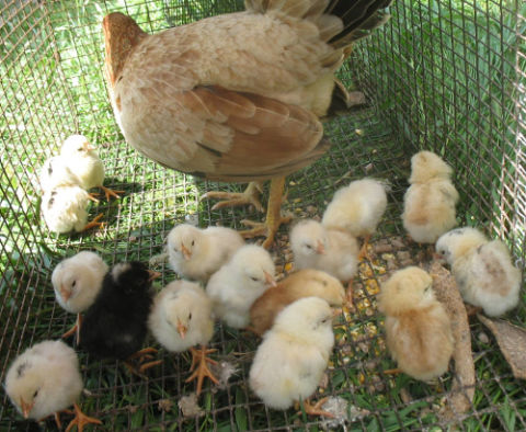 How many chicks can a chicken look after. - Cluckin