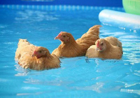 Can and should chickens swim? - Cluckin