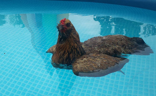Can and should chickens swim? - Cluckin