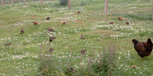 What do chickens eat naturally? - Cluckin