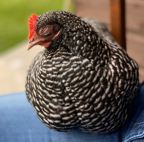 How do you know if your chickens are happy? - Cluckin