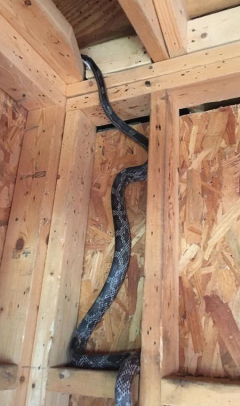 15 ways to keep snakes out of the chicken coop. - Cluckin
