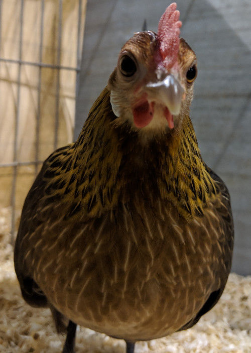 Are bantams friendly? - Cluckin