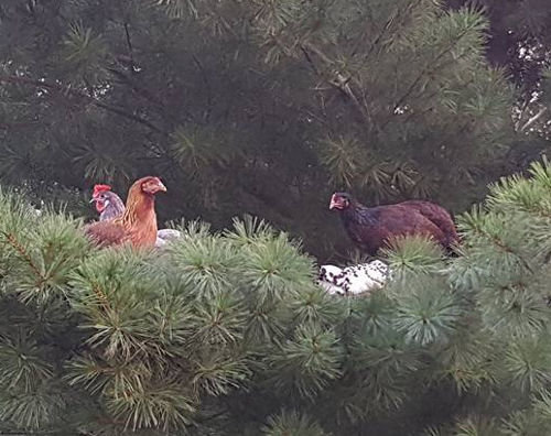 The lowdown on roosts, roosting and perches with FAQ. - Cluckin