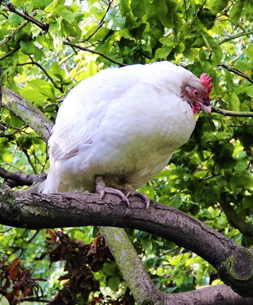 The lowdown on roosts, roosting and perches with FAQ. - Cluckin