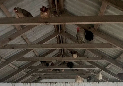 The lowdown on roosts, roosting and perches with FAQ. - Cluckin