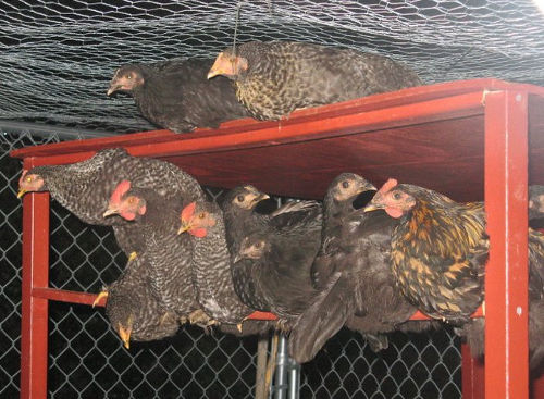 The lowdown on roosts, roosting and perches with FAQ. - Cluckin