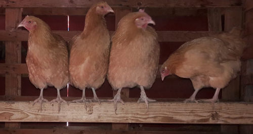 The lowdown on roosts, roosting and perches with FAQ. - Cluckin