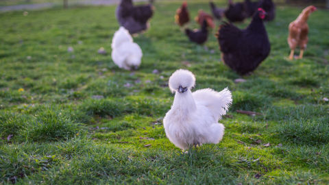 11 fascinating Silkie facts - Cluckin