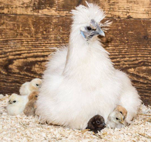 11 fascinating Silkie facts - Cluckin