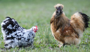 11 fascinating Silkie facts - Cluckin