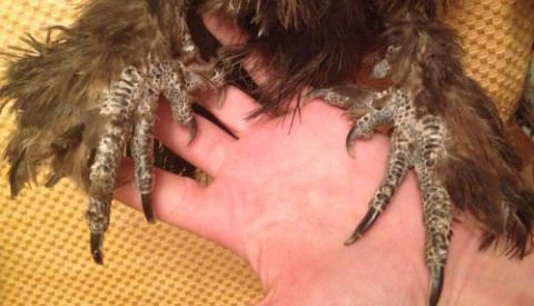 11 fascinating Silkie facts - Cluckin