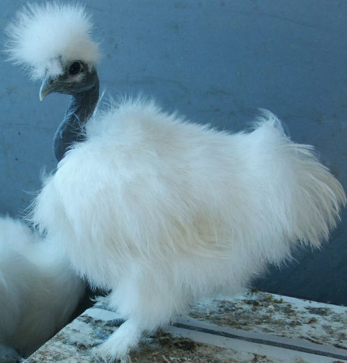 Silkie colours. - Cluckin