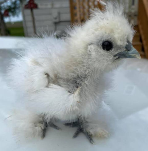 White Silkie chickens - Cluckin