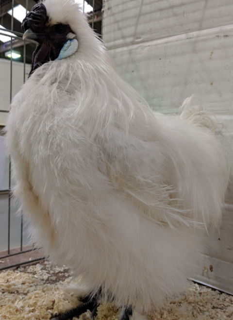 White Silkie chickens - Cluckin