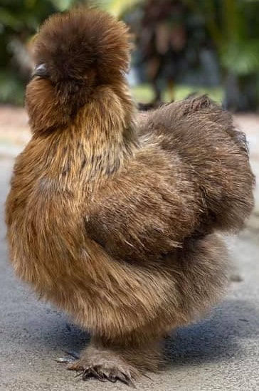 Partridge Silkie chickens - Cluckin