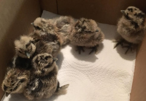 Partridge Silkie chickens - Cluckin