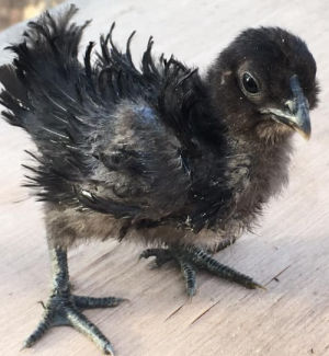 What are Frizzle, Sizzle and Frazzle chickens - Cluckin