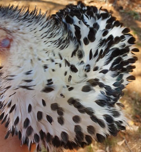 What are Frizzle, Sizzle and Frazzle chickens - Cluckin