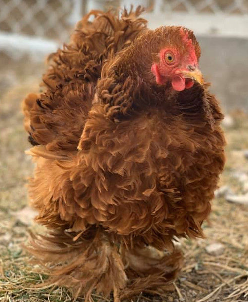 What are Frizzle, Sizzle and Frazzle chickens - Cluckin