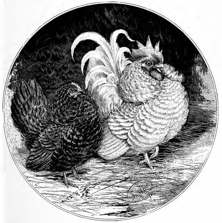 What are Frizzle, Sizzle and Frazzle chickens - Cluckin