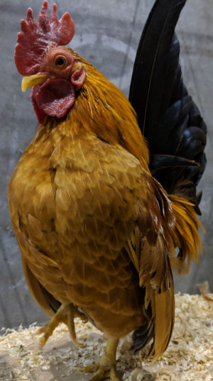 Bantam roosters and cockerels - Cluckin