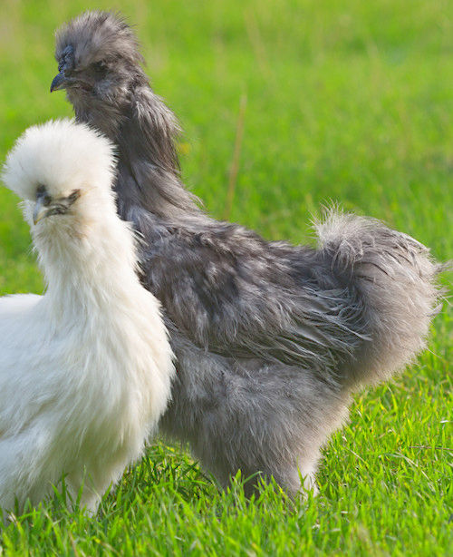 Lavender Silkie chickens - Cluckin
