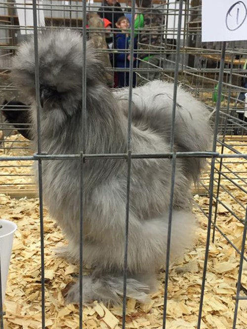 Lavender Silkie chickens - Cluckin