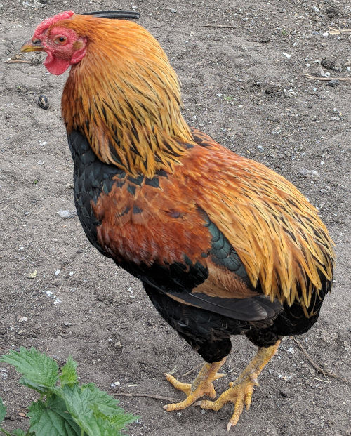 Lethargic bantam chickens. - Cluckin