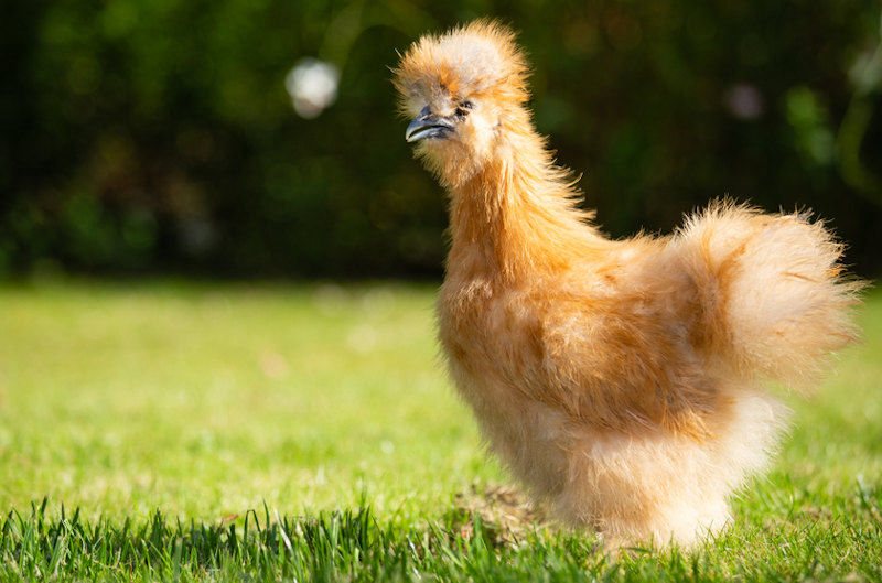 The Buff Silkie - Cluckin