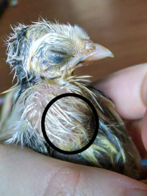 Help! my chicks are sick, unwell or dying - Cluckin