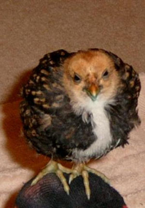Help! my chicks are sick, unwell or dying - Cluckin