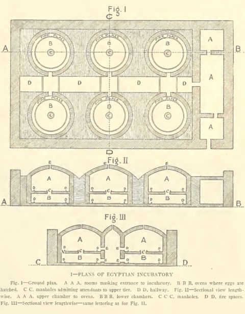 The history of artificial incubation. - Cluckin
